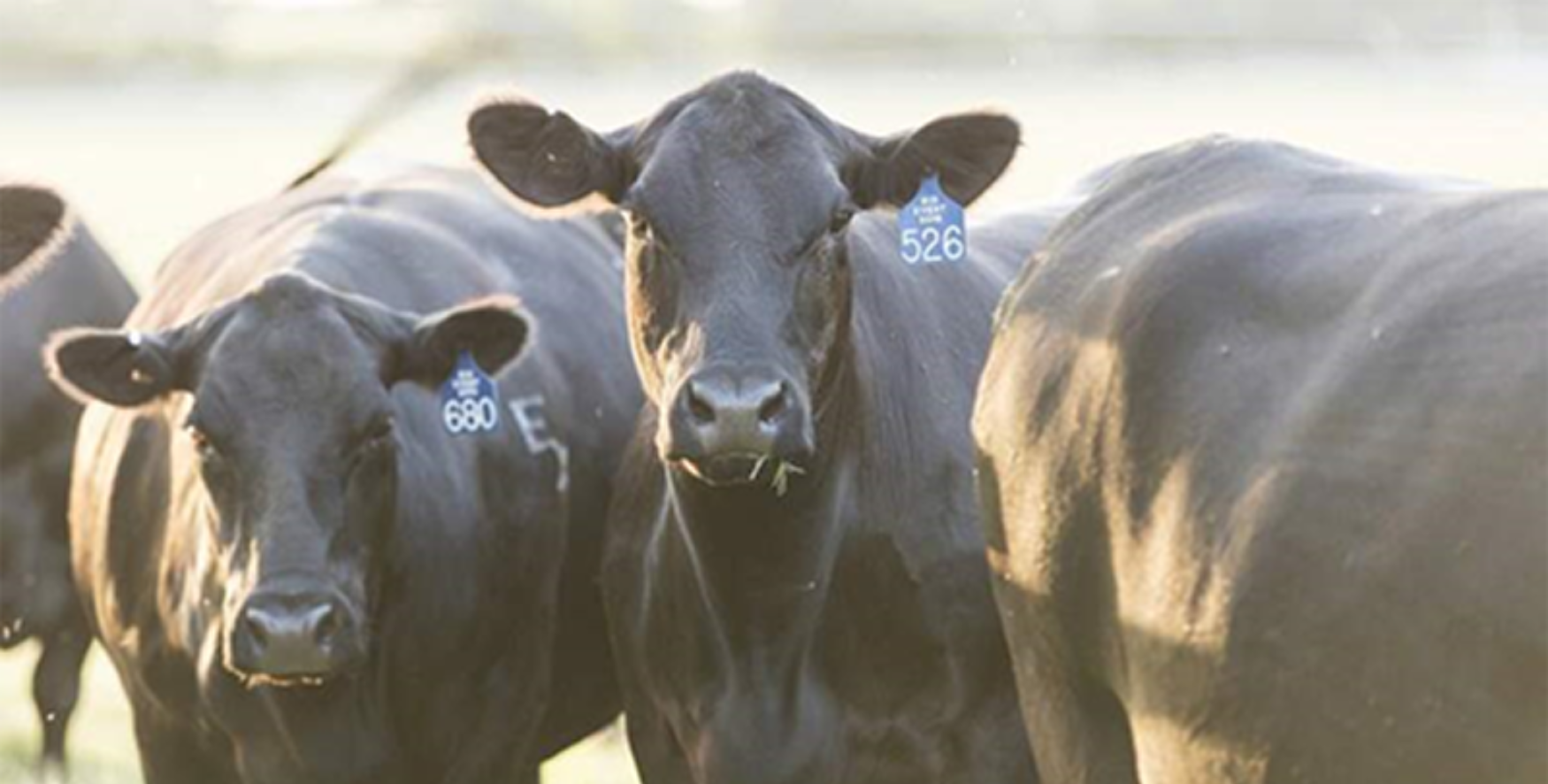 Enhancing Cattle Health and Profitability with Inhibidor™ Insecticidal ...